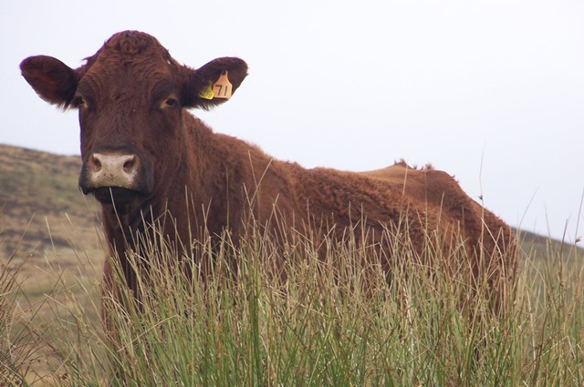 Cow in bullrushes – Salers Cattle Society