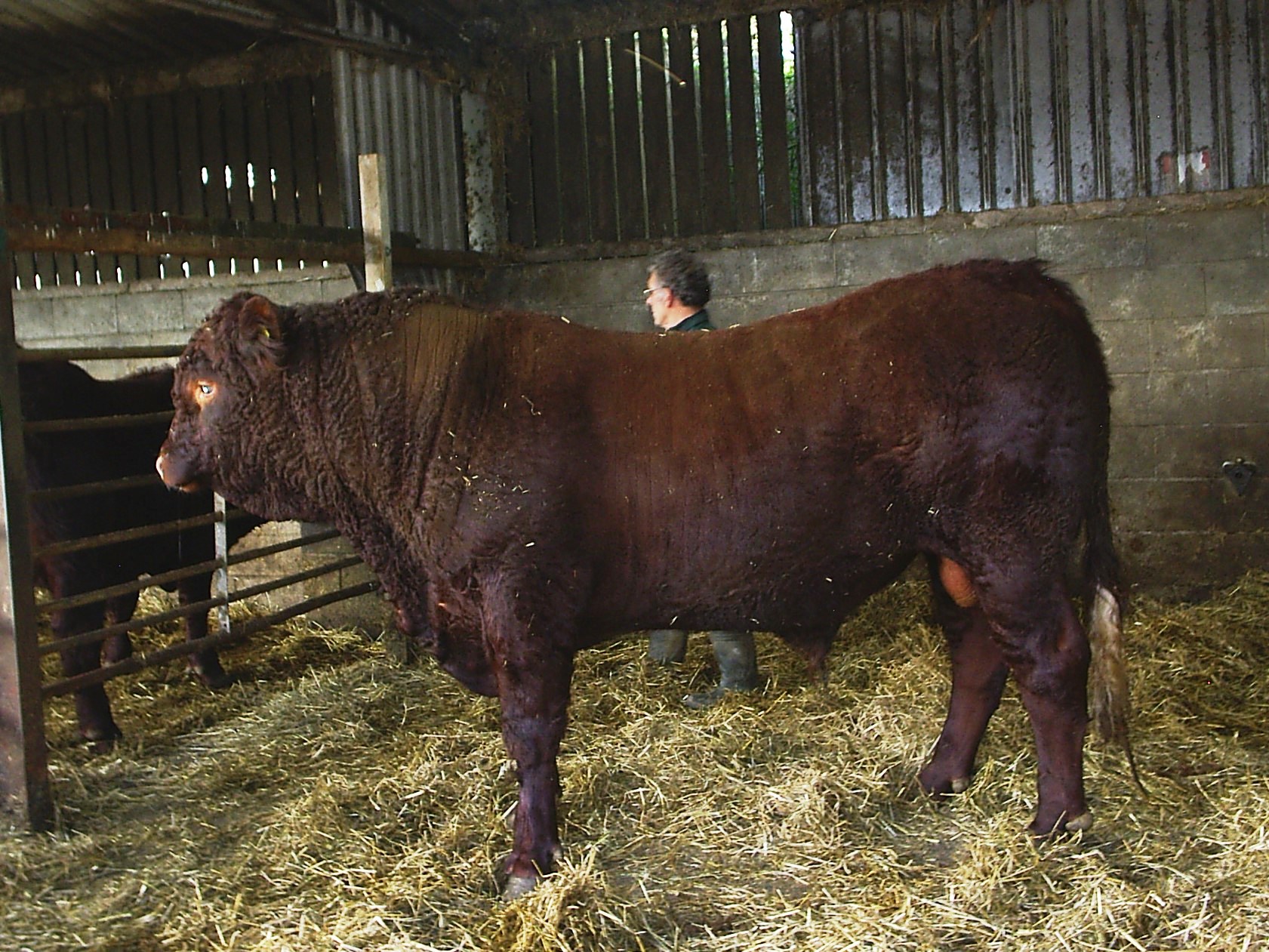 Poll Bull A – Salers Cattle Society