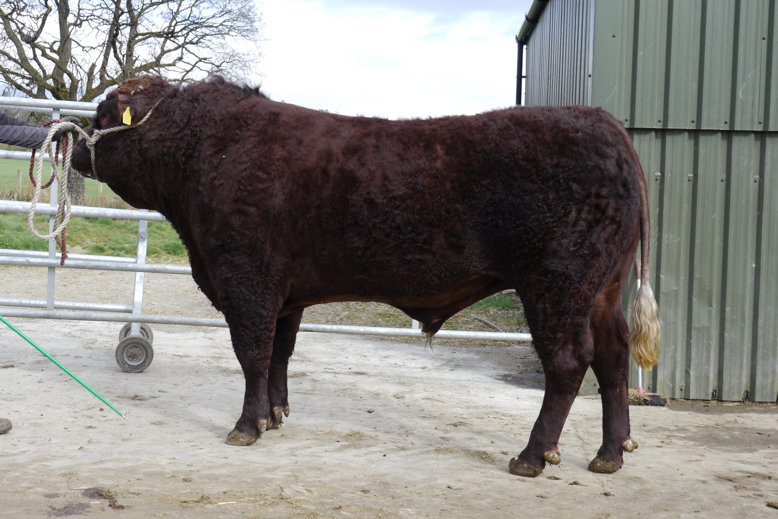 Rednock Narnia 2 – Salers Cattle Society