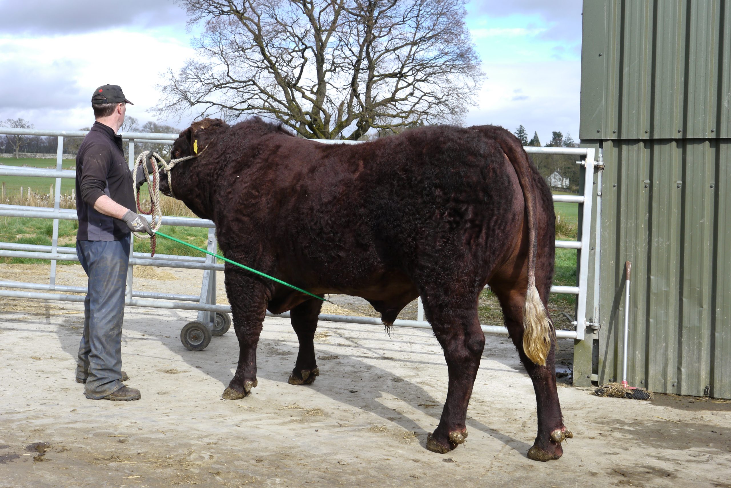 Rednock Narnia – Salers Cattle Society