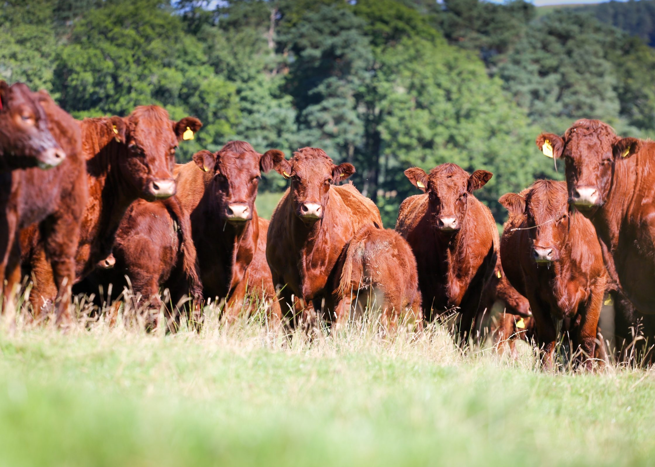 IMG_3798 – Salers Cattle Society