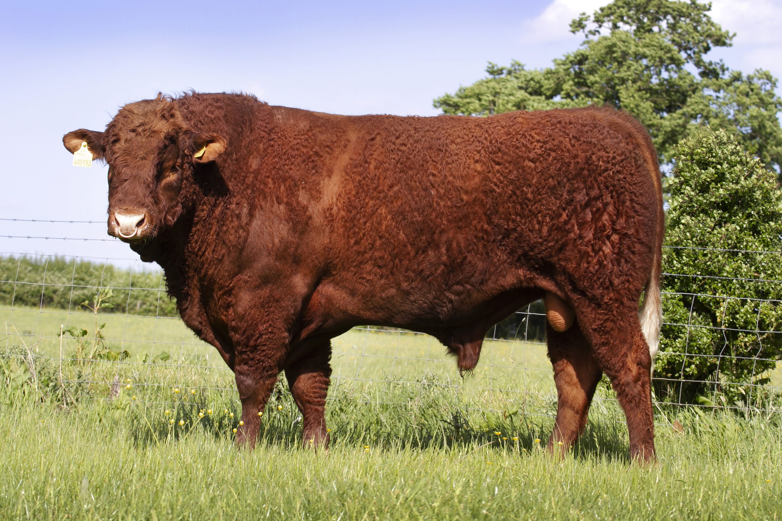 SHOWS | Salers Cattle Society
