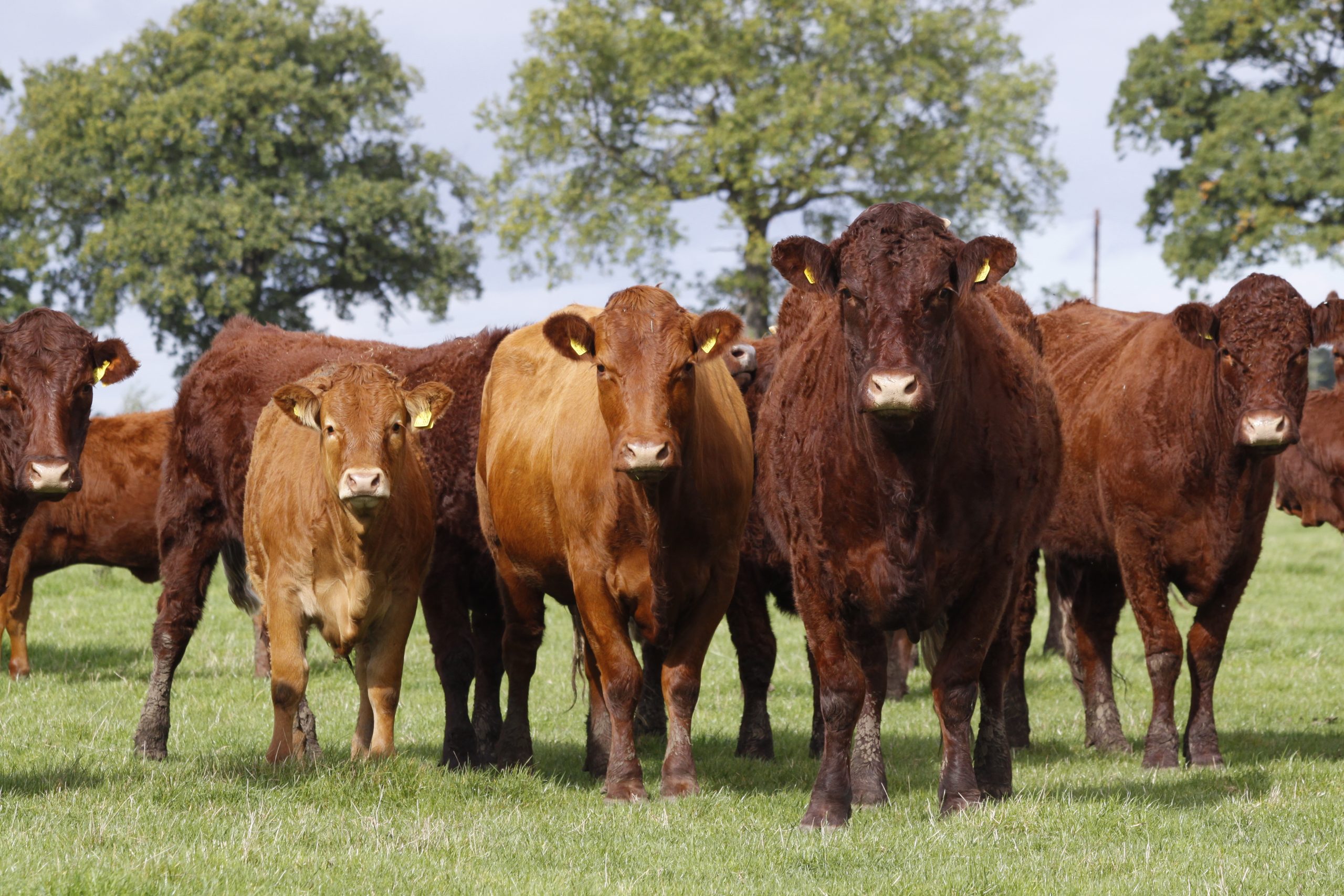 THE COUNCIL | Salers Cattle Society