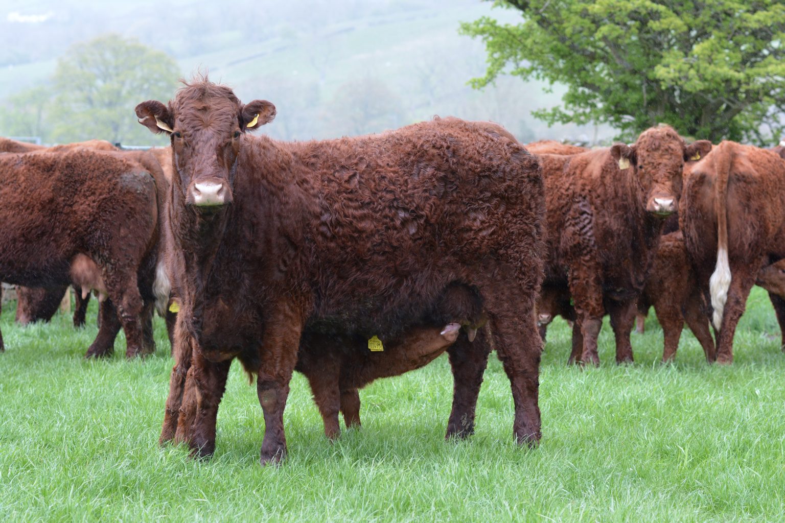 IMG_8853 | Salers Cattle Society