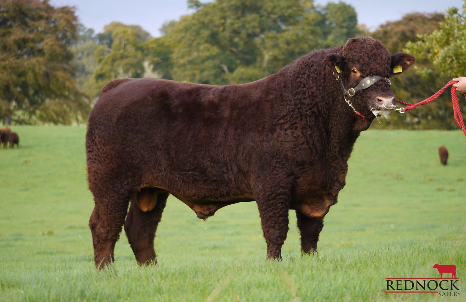 SALE REPORT – STIRLING BULL SALES OCT ’21 – Salers Cattle Society