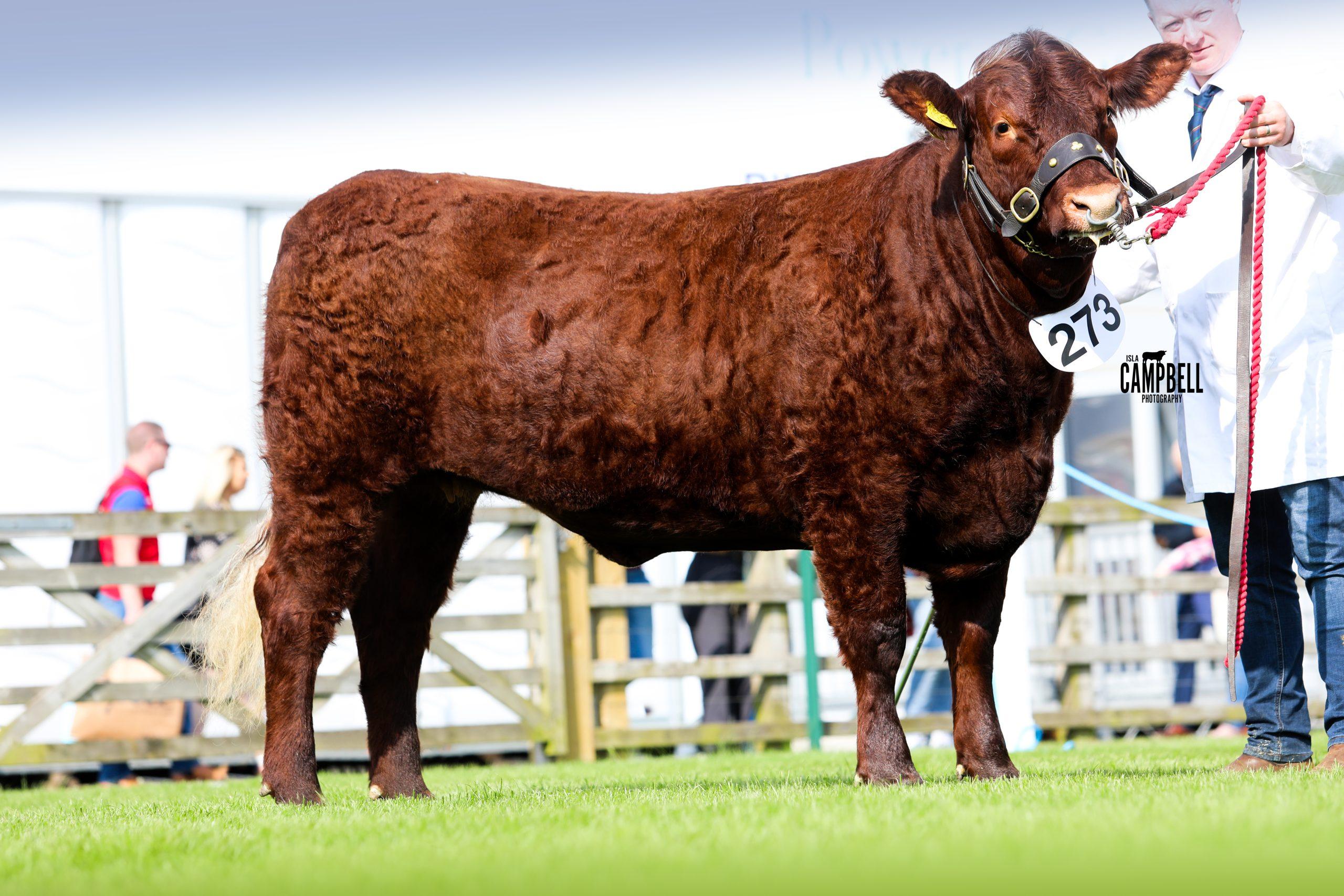 Ballykeel-Sensational-Copy – Salers Cattle Society