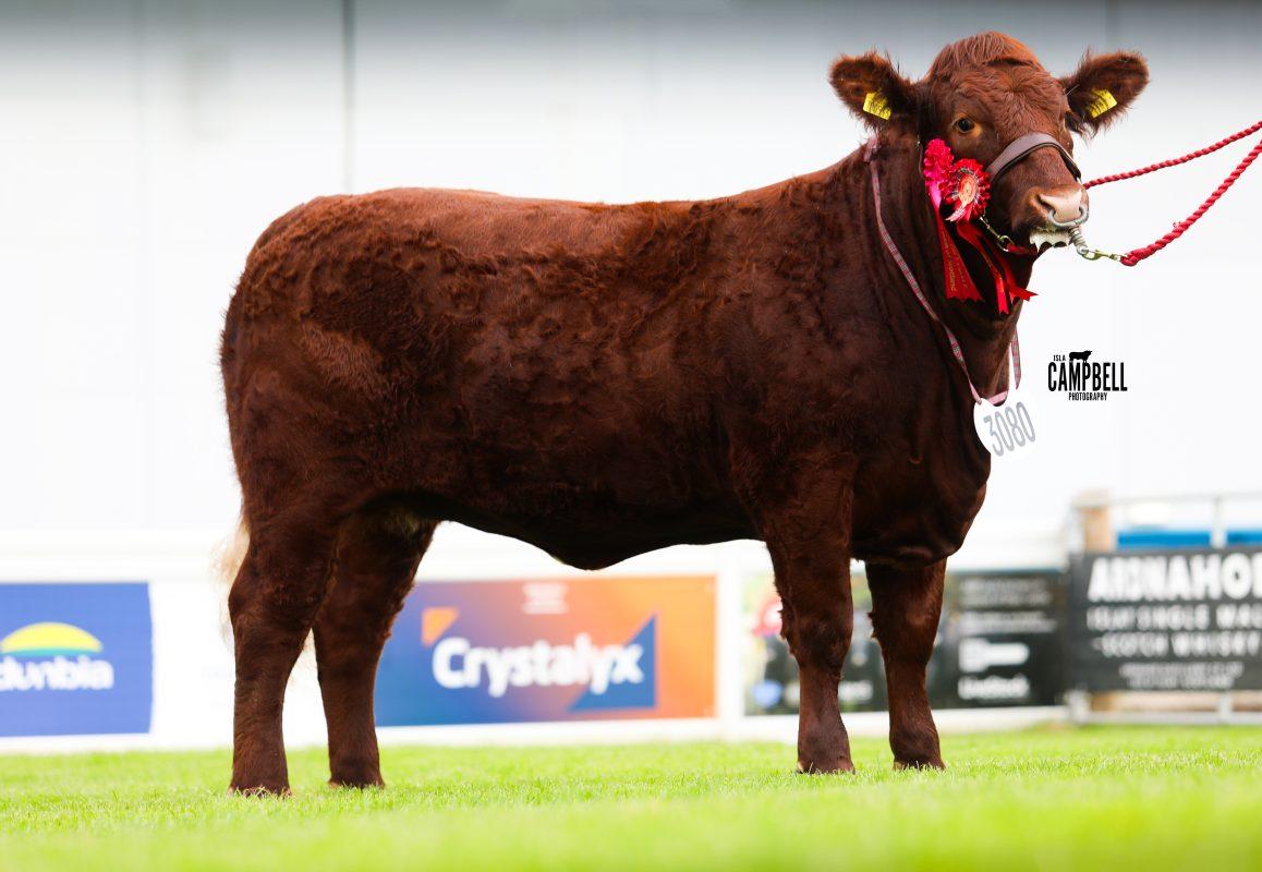 REDNOCK ORIANA TAKES TOP SPOT AT ROYAL HIGHLAND SHOW 2024 – Salers ...