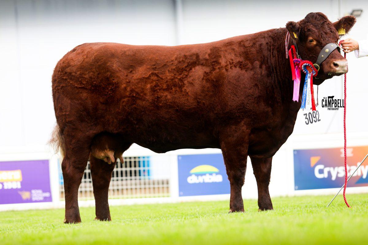 REDNOCK ORIANA TAKES TOP SPOT AT ROYAL HIGHLAND SHOW 2024 – Salers ...
